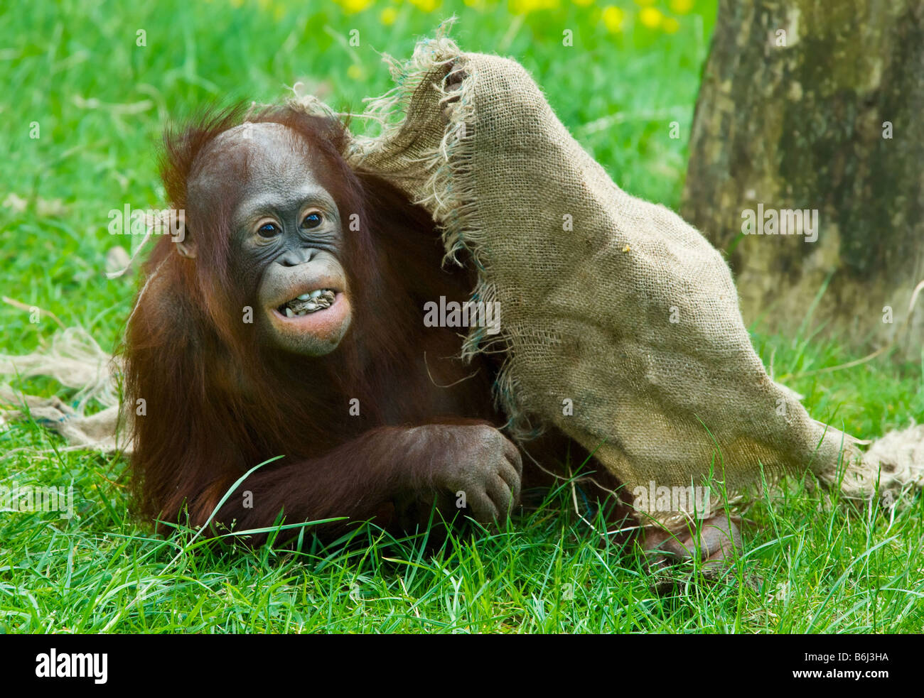Monkey eating grass hi-res stock photography and images - Alamy