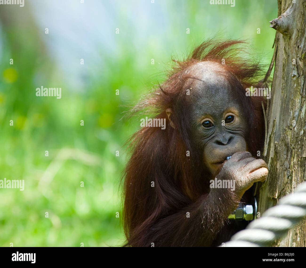 cute baby orangutan looking at the camera Stock Photo - Alamy