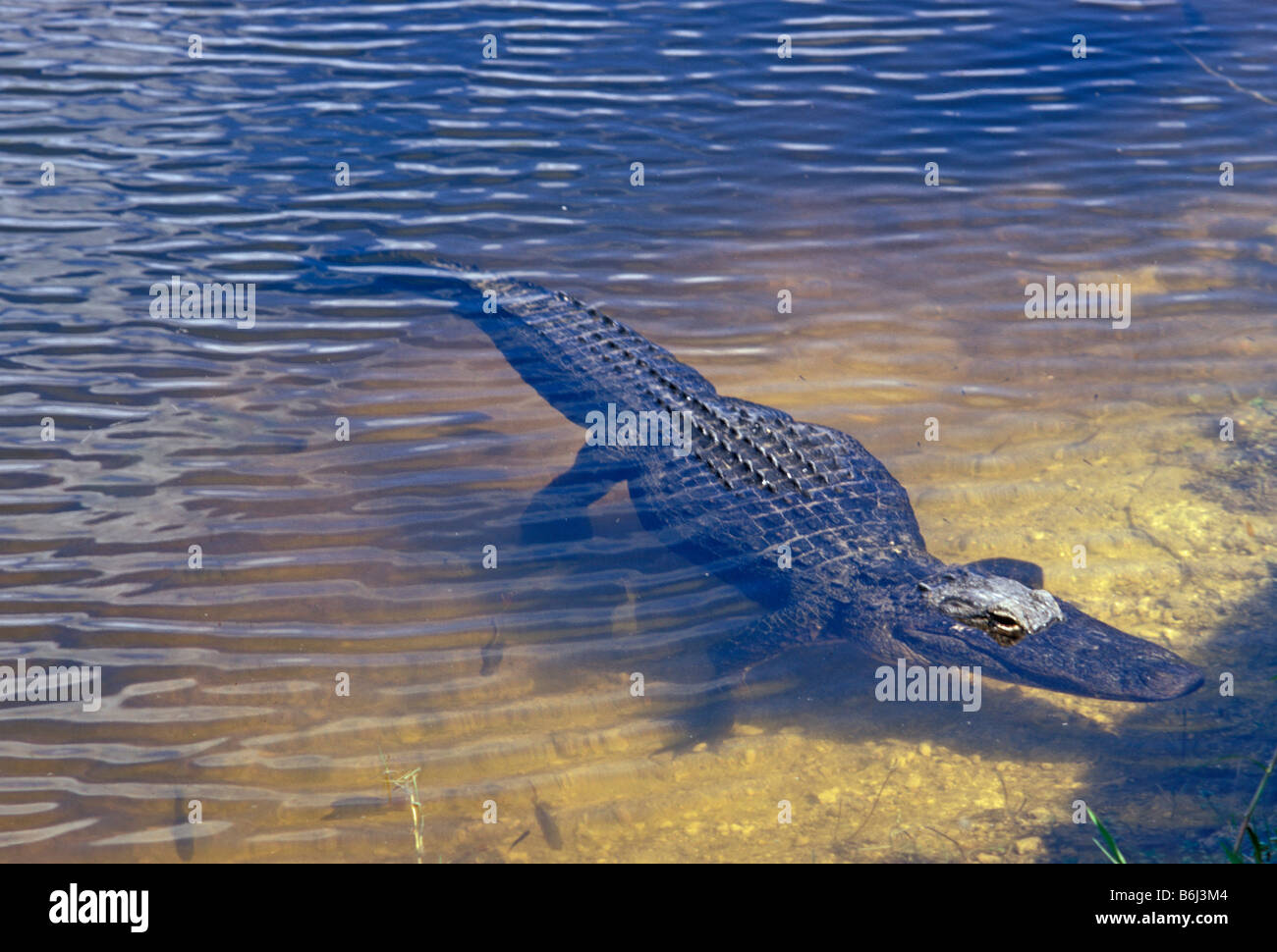 American alligator in water Stock Photo - Alamy