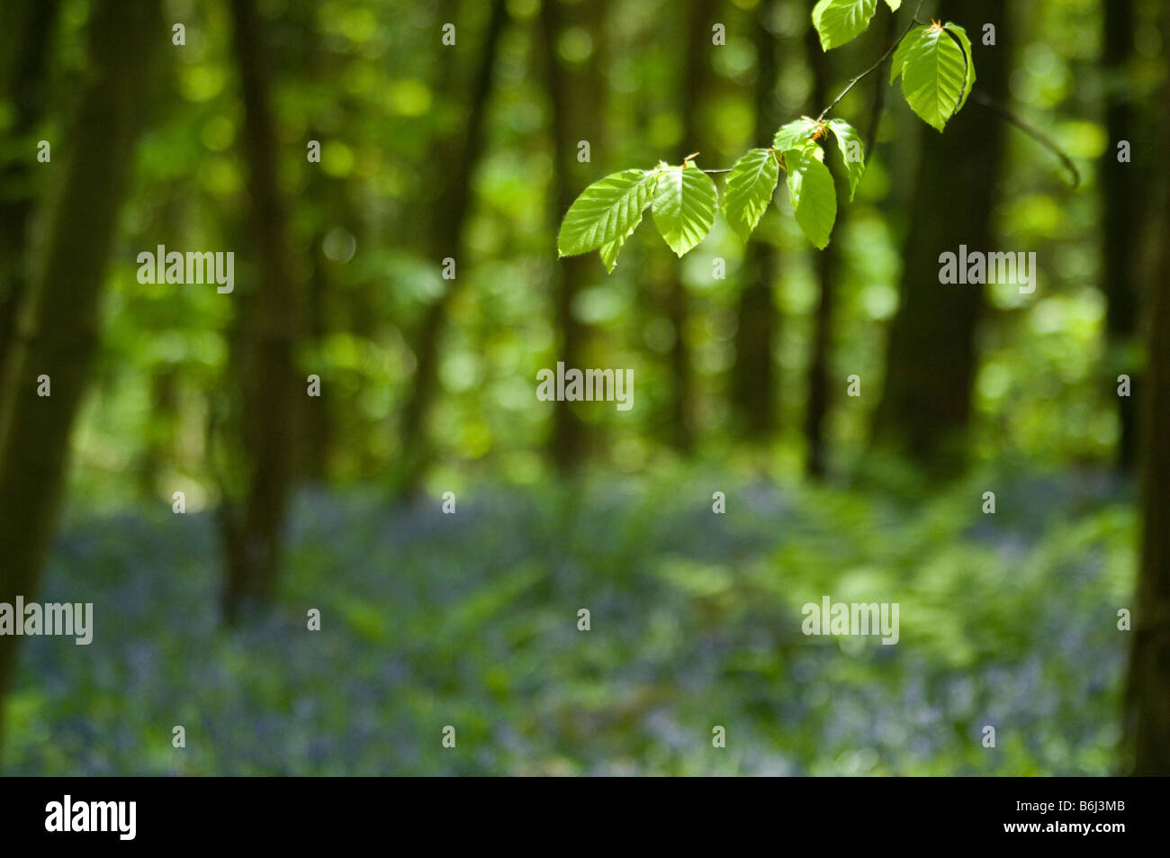 Beech wood spring hi-res stock photography and images - Alamy