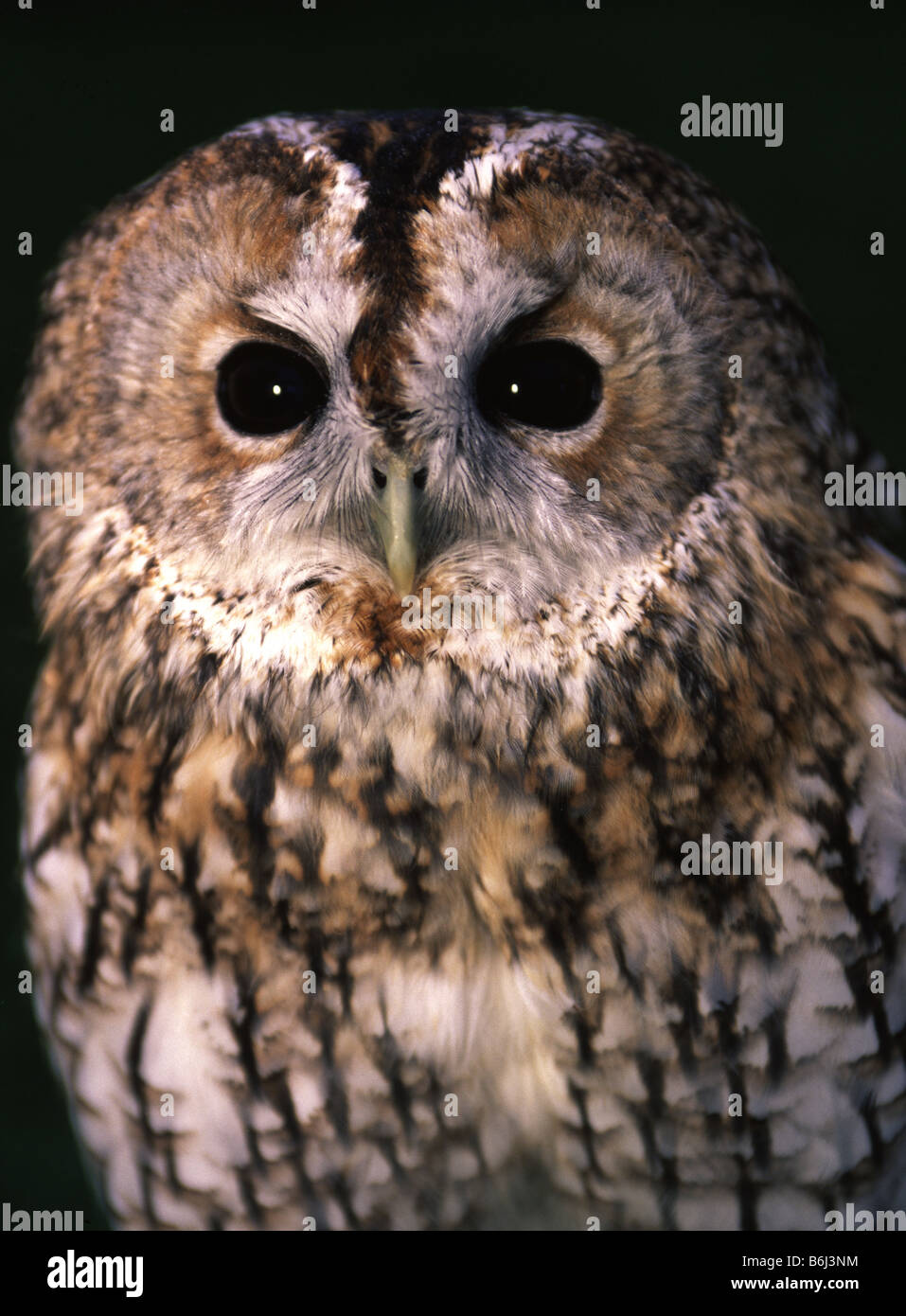 Tawny Owl, Strix aluco Stock Photo - Alamy