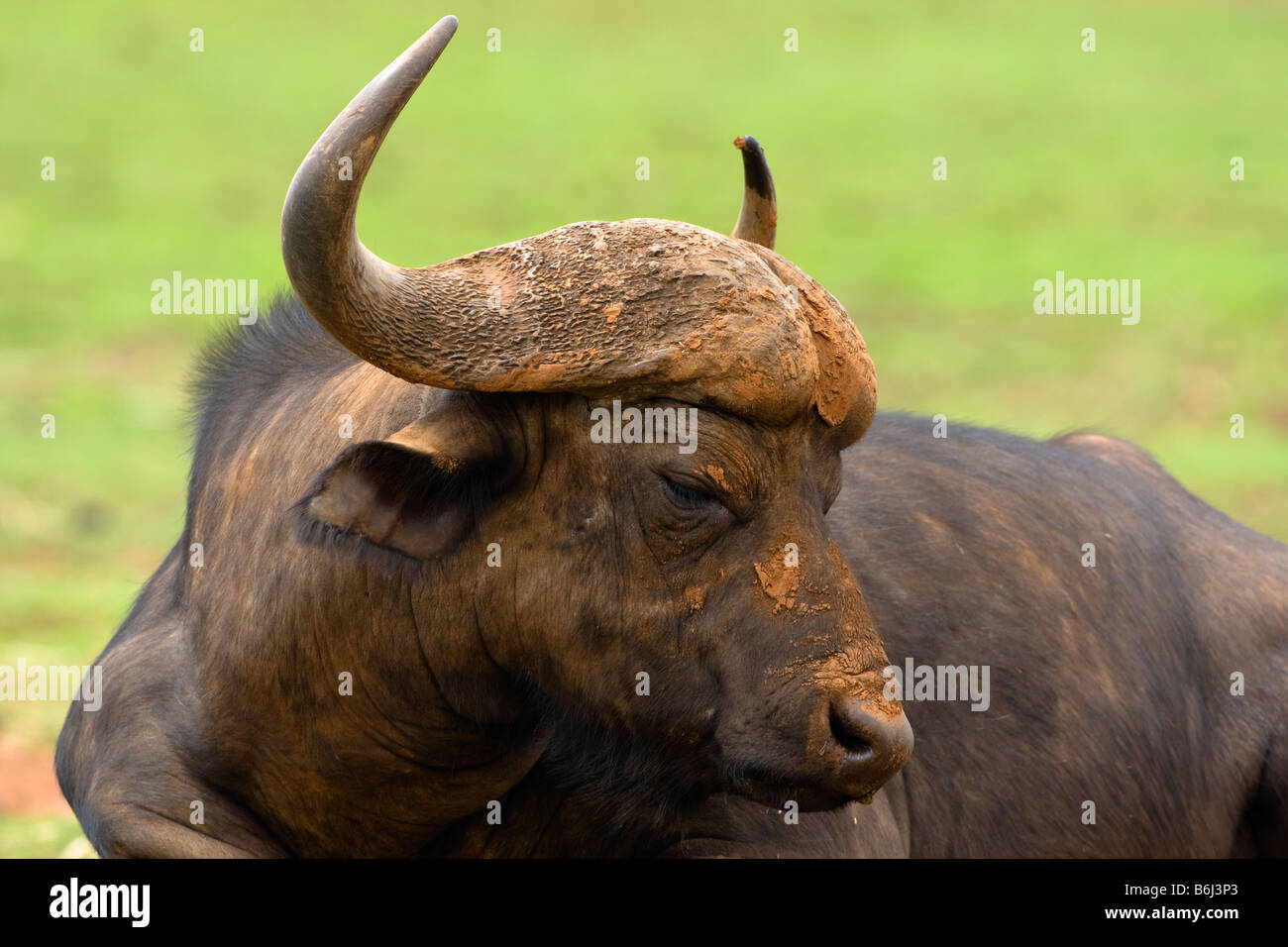 Resting wildlife hi-res stock photography and images - Alamy