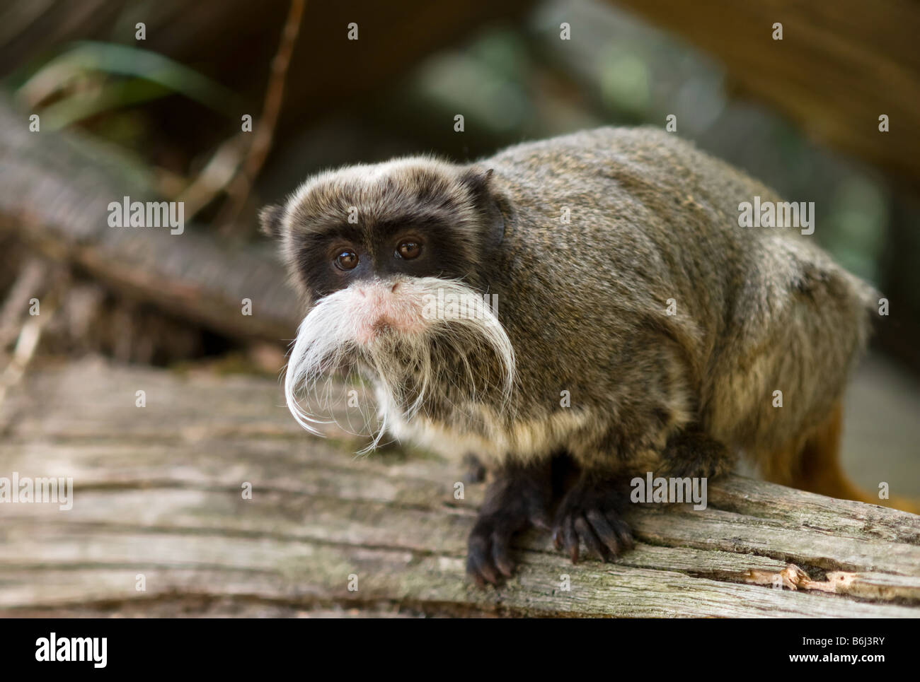 Emperor monkey amazon hi-res stock photography and images - Alamy