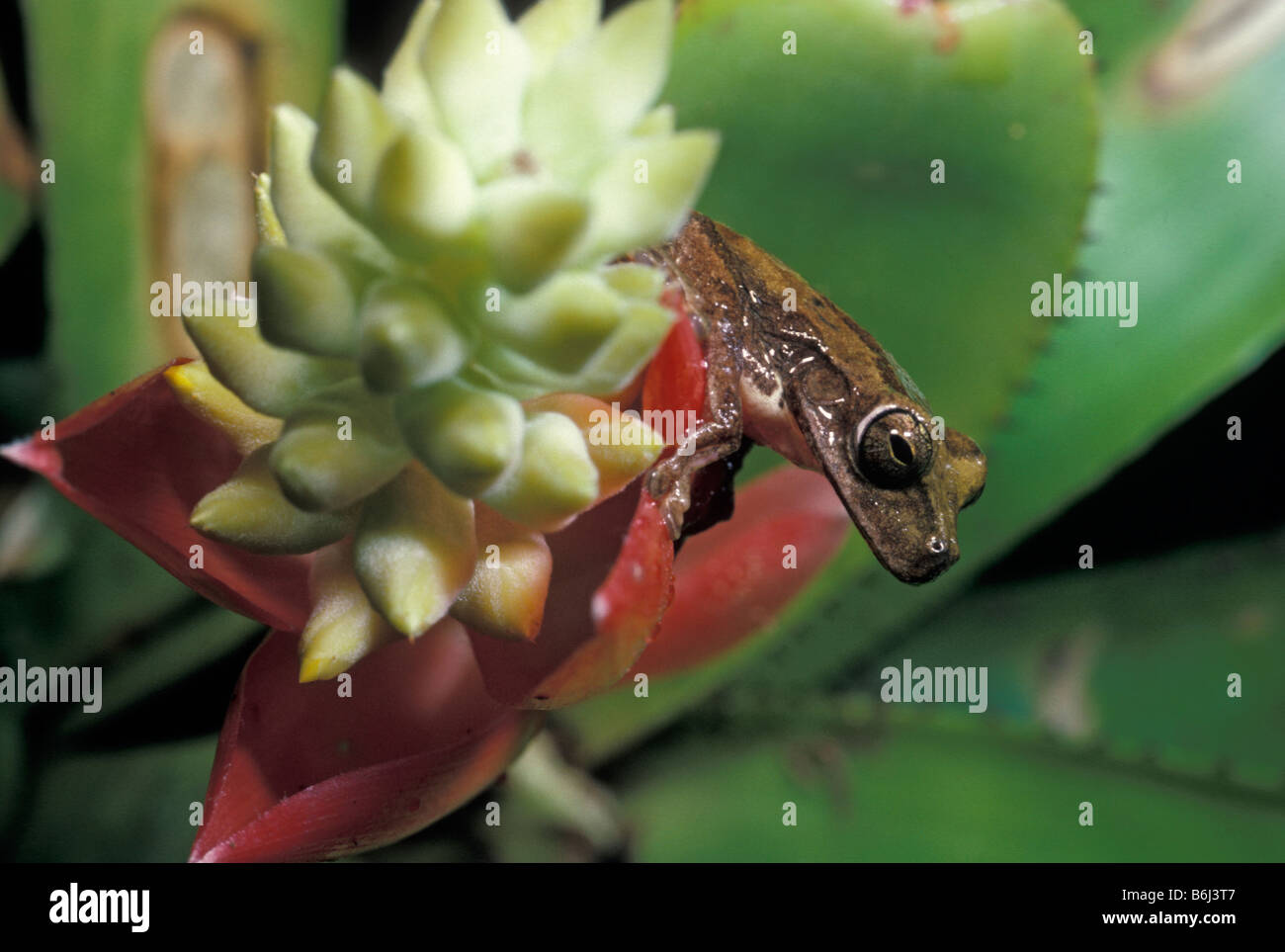 Olive tree frog hi-res stock photography and images - Alamy