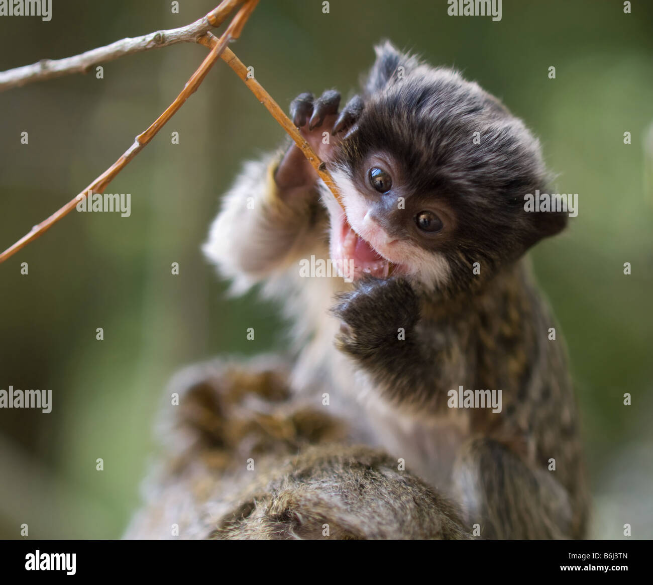 Red Handed Tamarin Baby