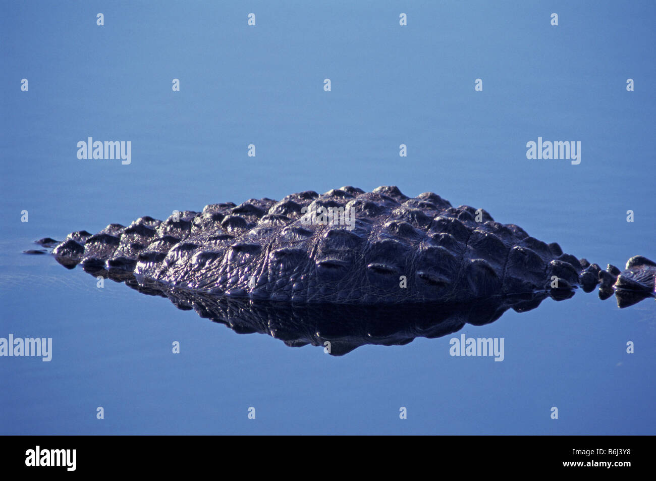 back of alligator appearing above water surface Stock Photo - Alamy