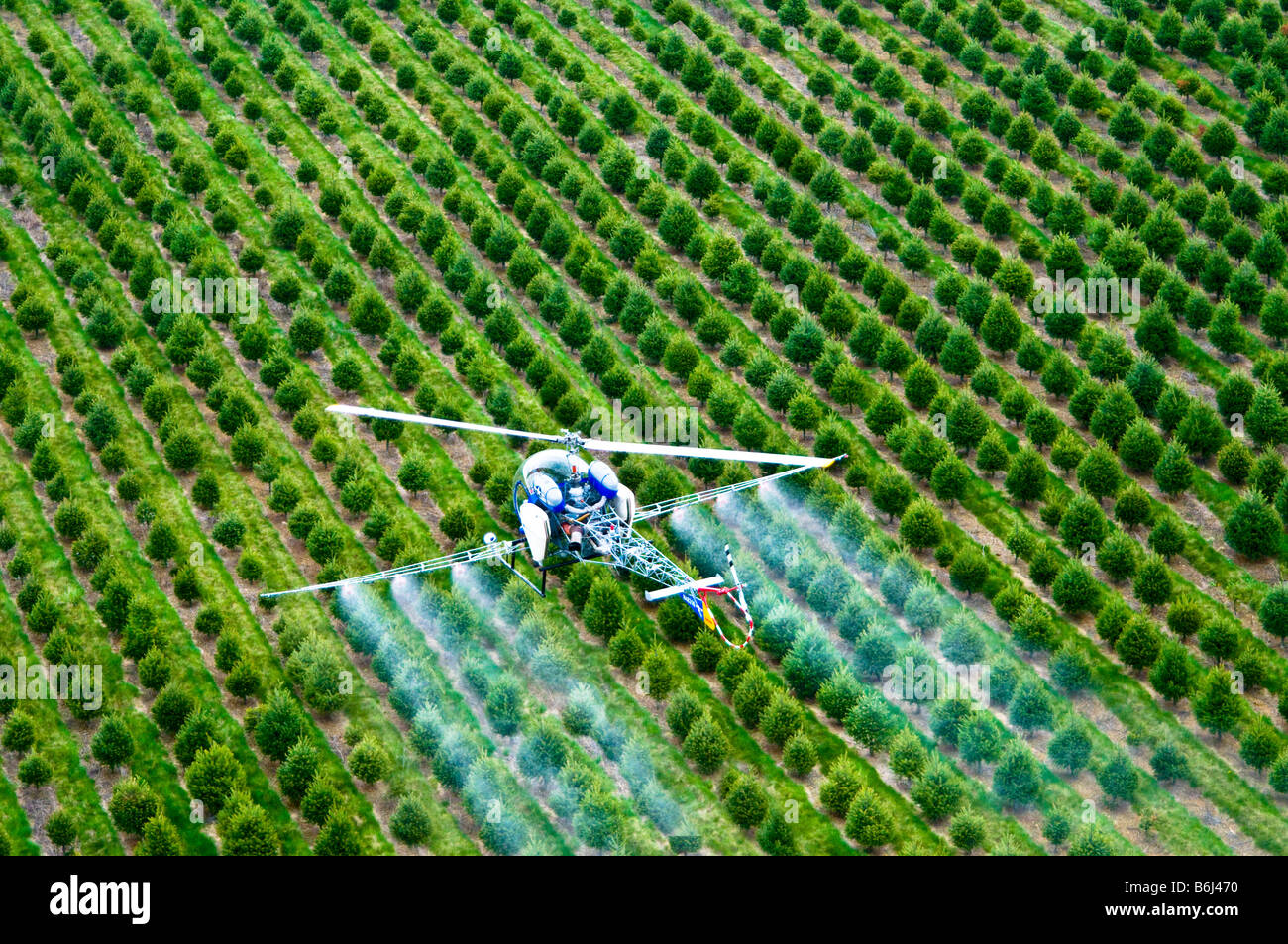 Low flying helicopter sprays chemical pesticide over tree farm forest ...