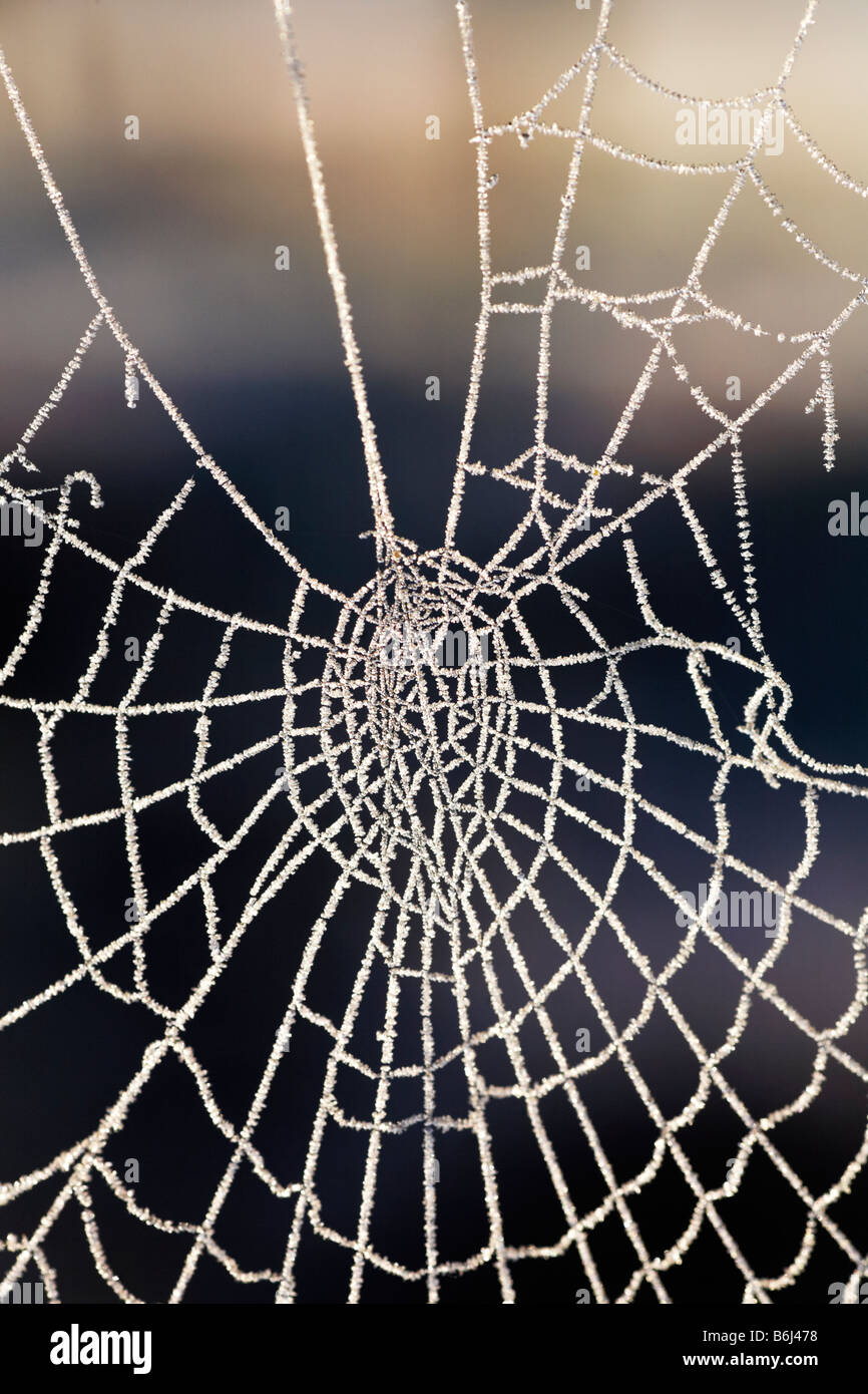Frosted Spider s Web Stock Photo - Alamy