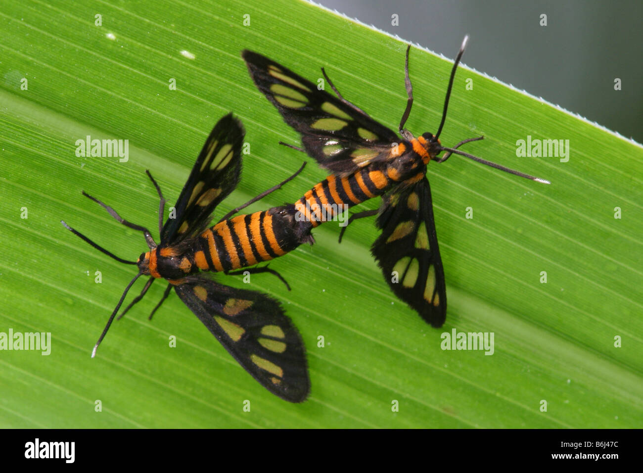 Day flying moths hi-res stock photography and images - Alamy