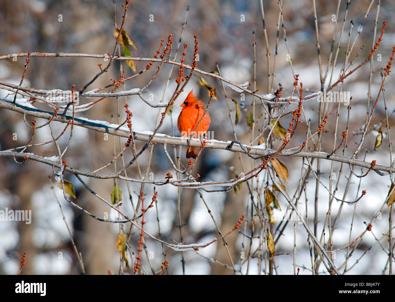 Cardinal sitting in tree hi-res stock photography and images - Alamy