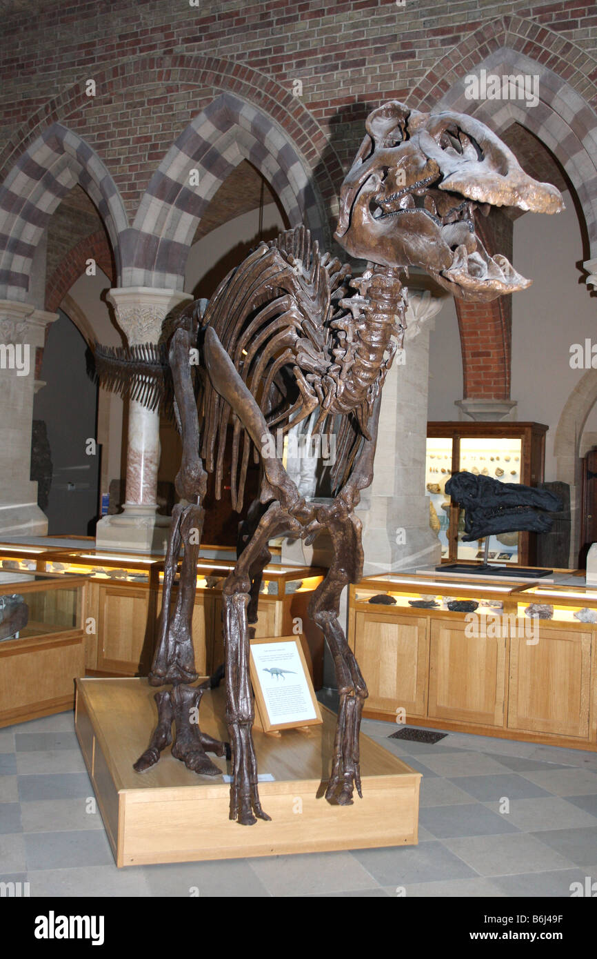 Edmontosaurus Annectens High Resolution Stock Photography and Images ...