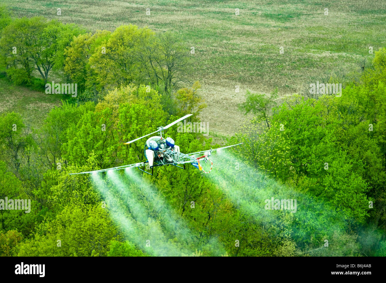 Low flying helicopter sprays chemical pesticide over tree farm forest ...