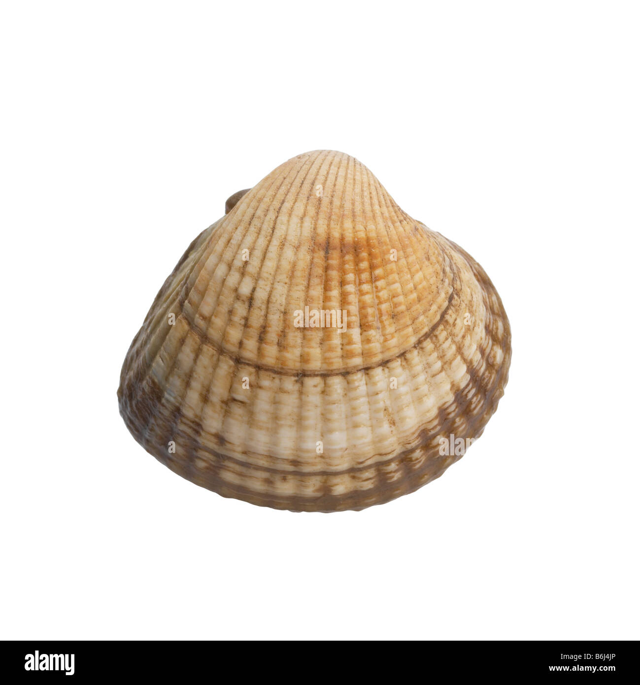 Cockle shellfish hi-res stock photography and images - Alamy