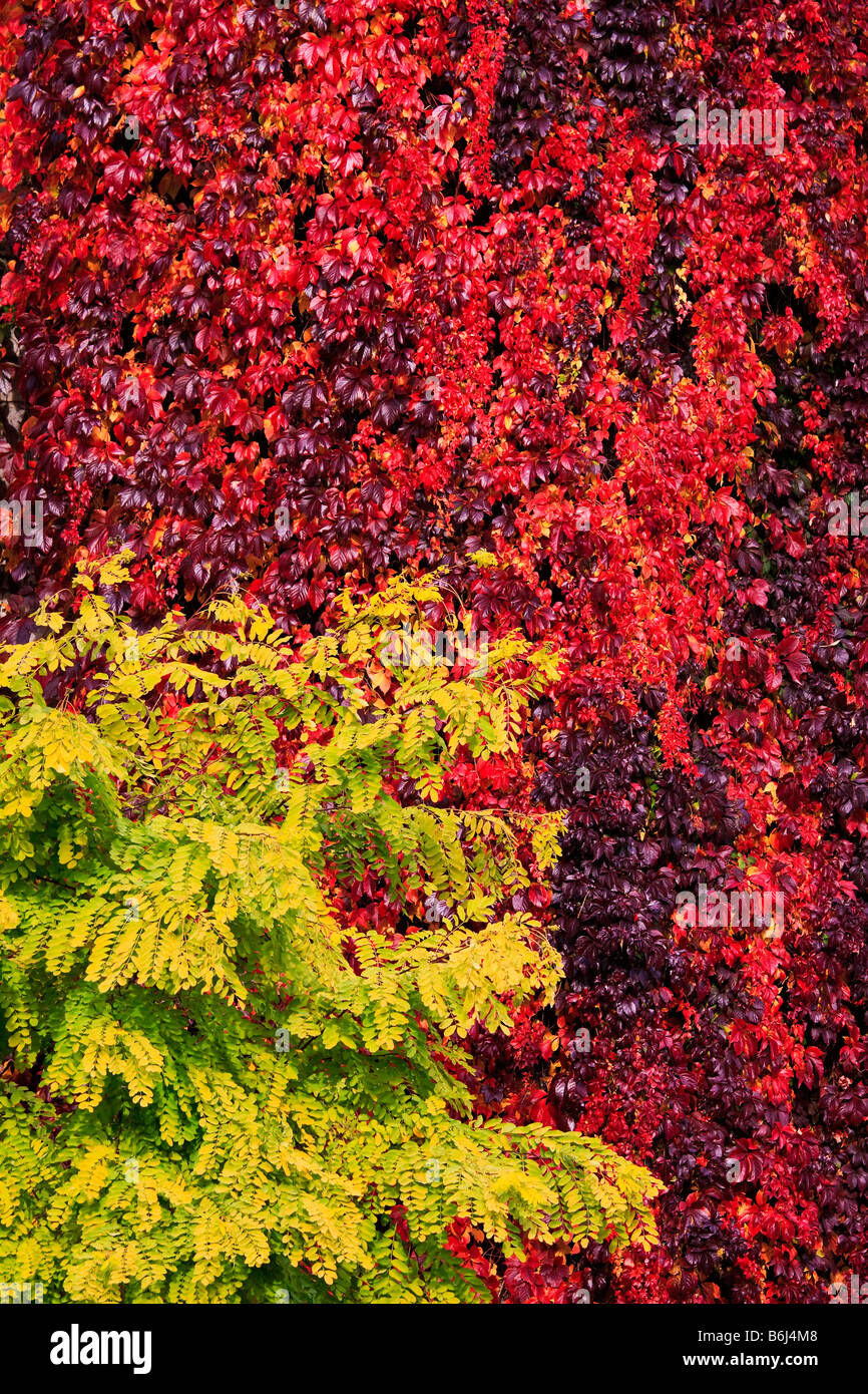 Vine maple in autumn on wall of building at McGill University Campus ...