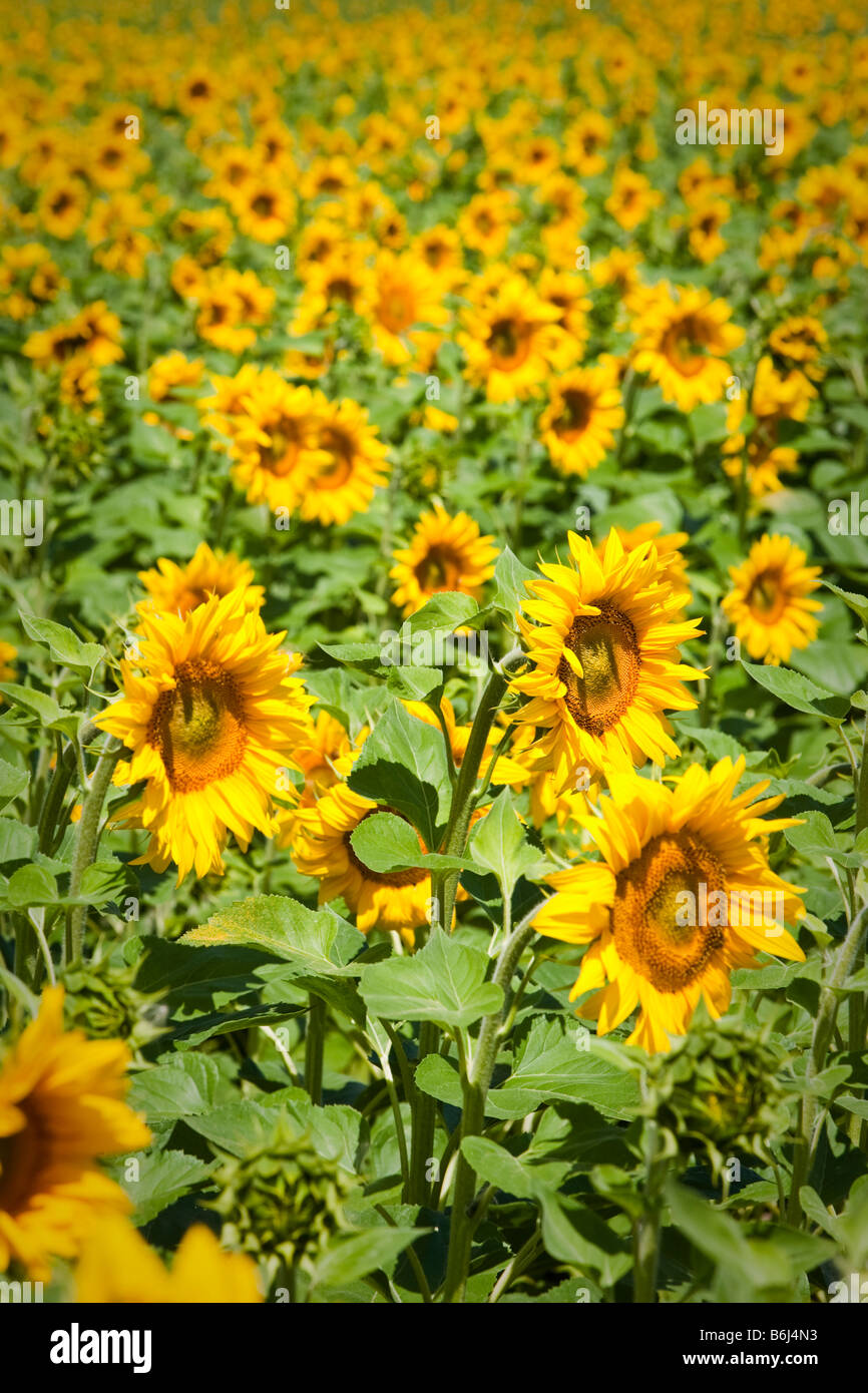 Sunflowers in the South of France, Europe Stock Photo - Alamy
