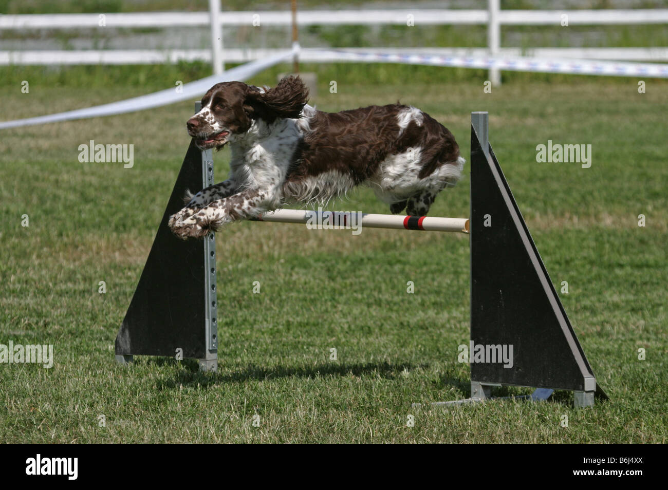 Springer spaniel jumping fence at agility show Stock Photo - Alamy