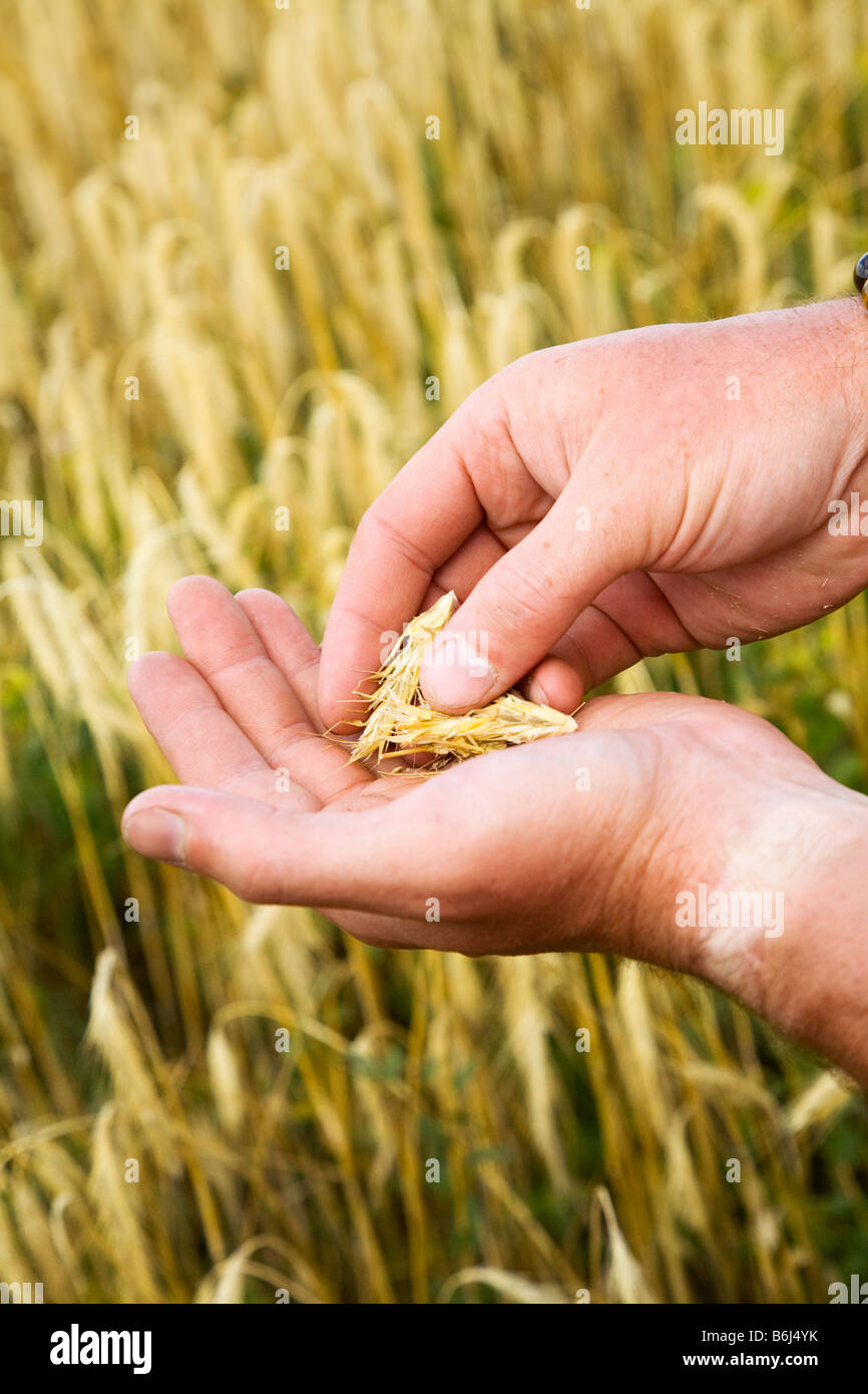 Rye heads in the palms of man Stock Photo - Alamy