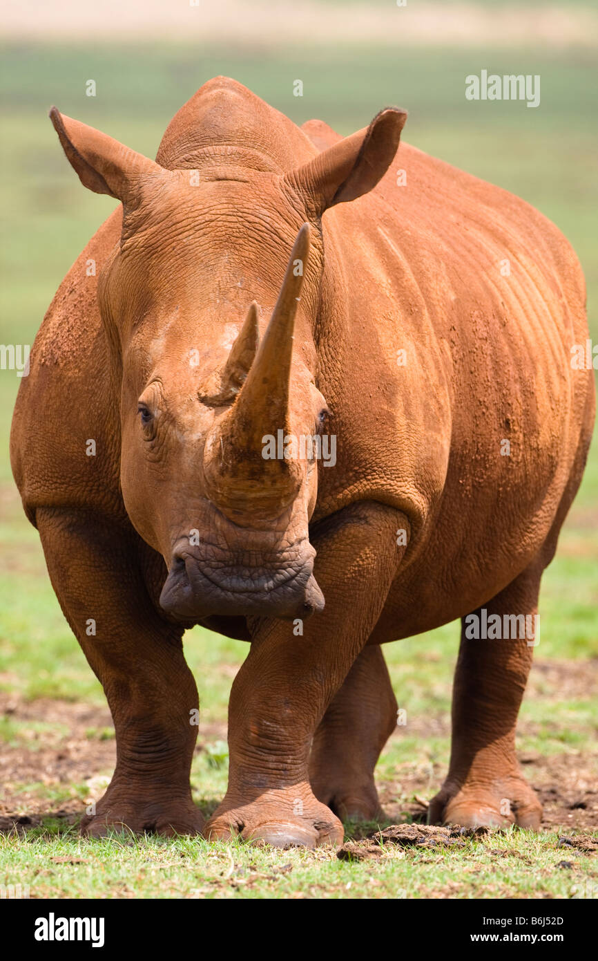 Rhino portrait hi-res stock photography and images - Alamy