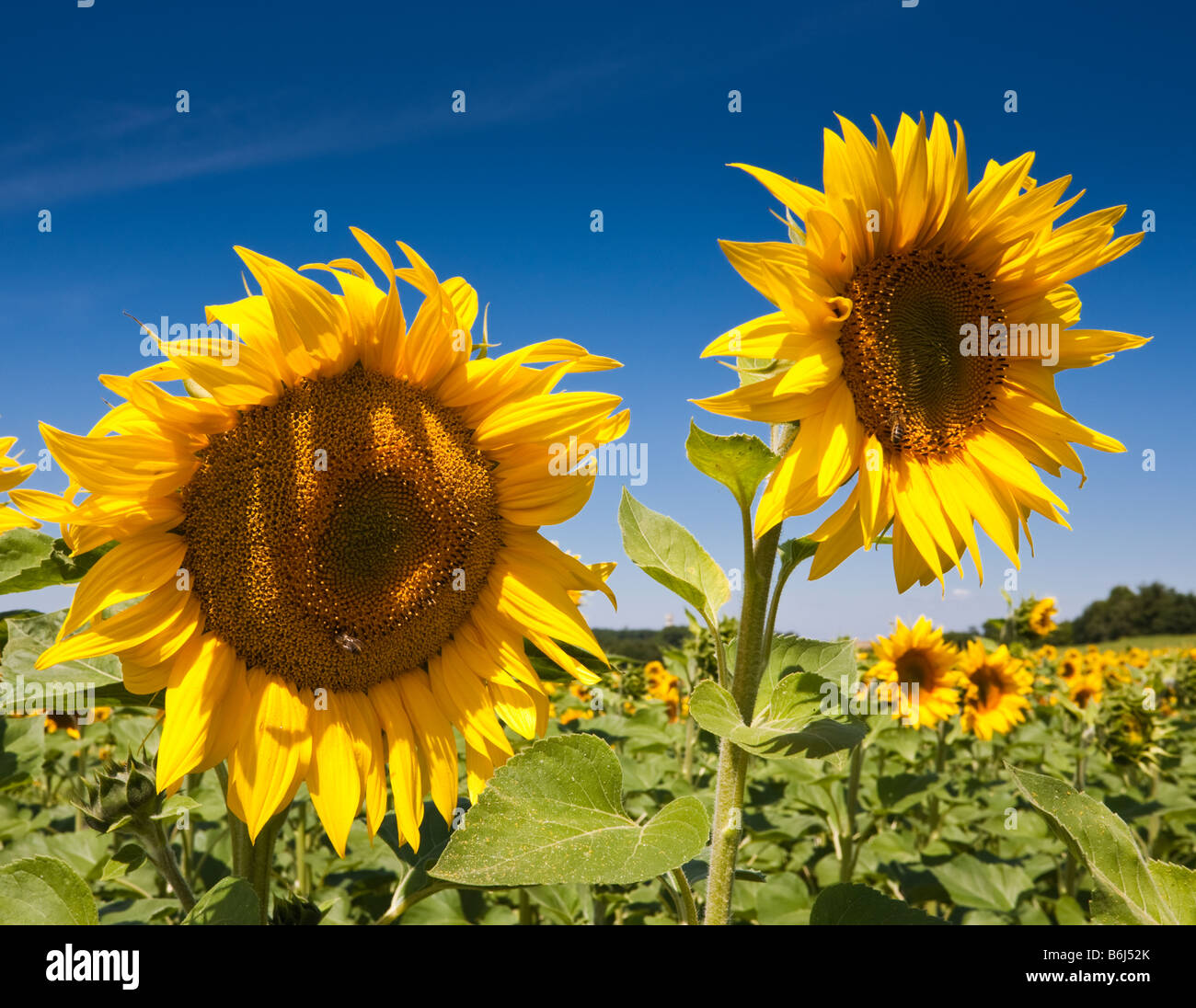 Sunflowers close up in southwest France Europe Stock Photo - Alamy