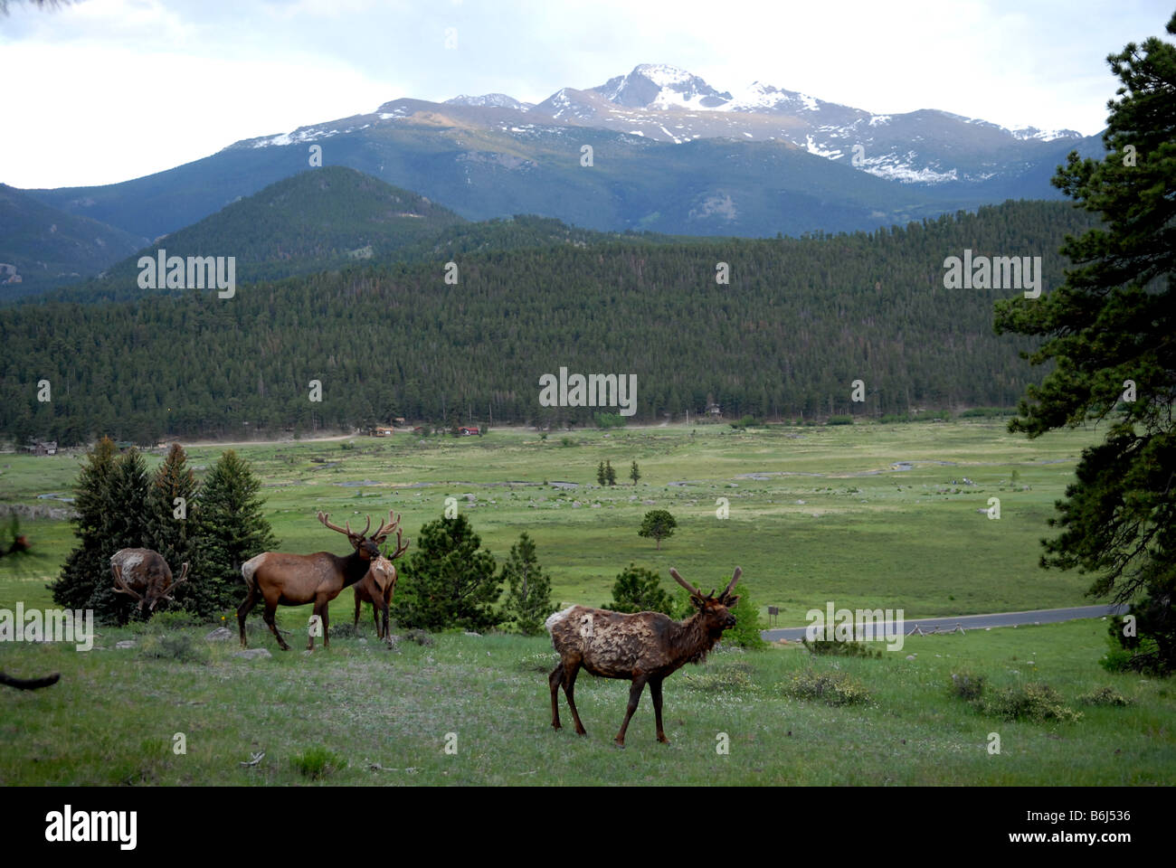 Elk in Colorado Stock Photo - Alamy