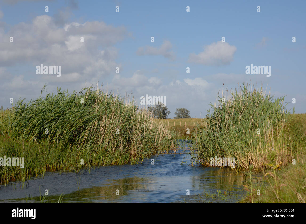 Reen Newport Wetlands National Nature Reserve Newport Wales UK Europe ...