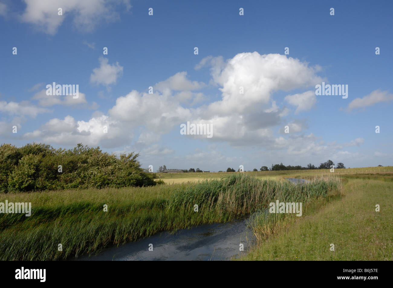 Reen Newport Wetlands National Nature Reserve Newport Wales UK Europe ...