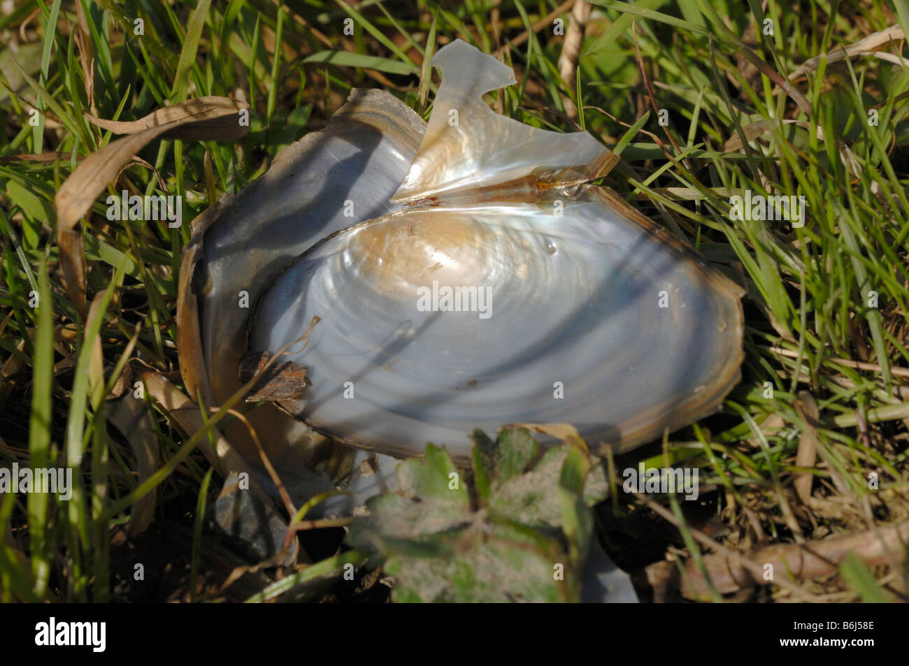 Remains of clam shell eaten by bird Newport Wetlands National Nature ...