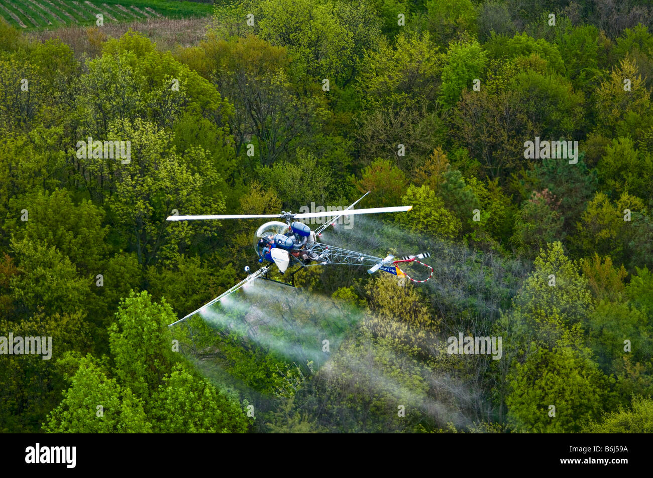 Low flying helicopter sprays chemical pesticide over tree farm forest ...