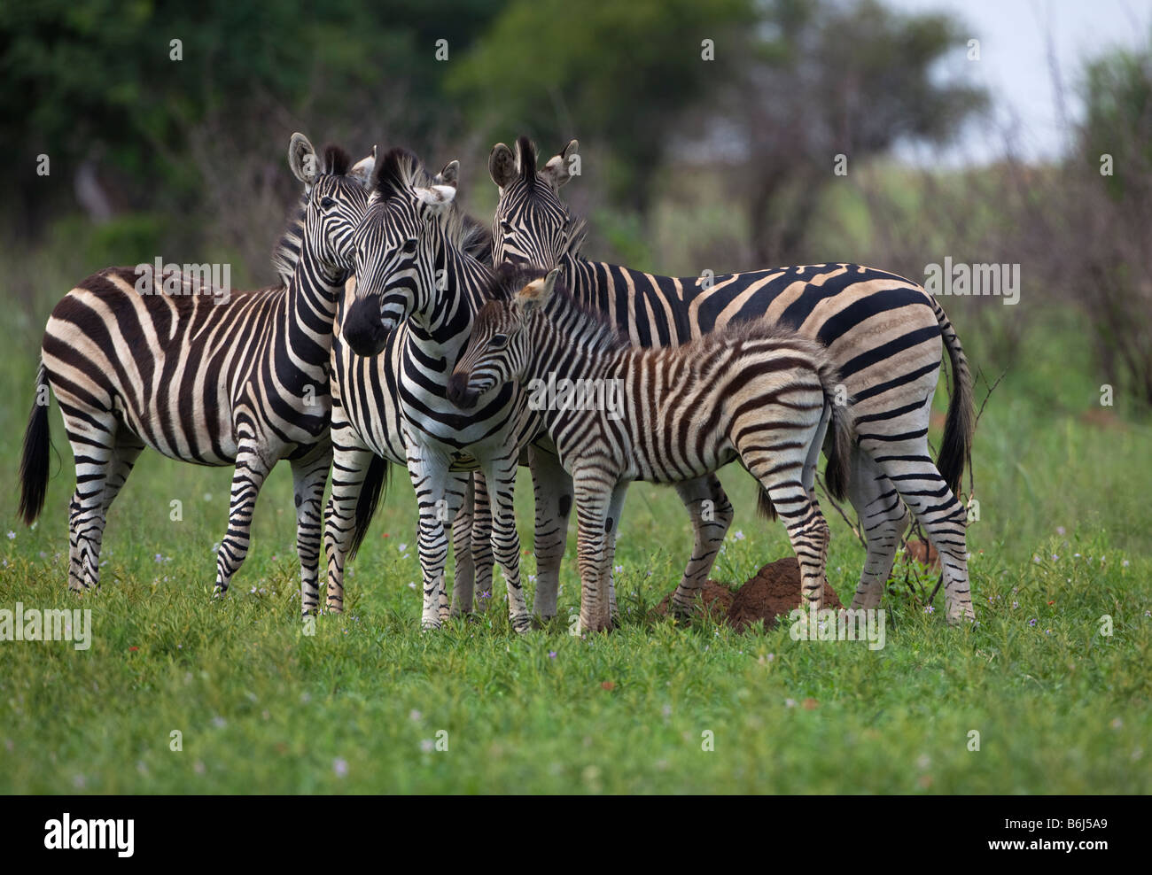 Zebra group hi-res stock photography and images - Alamy
