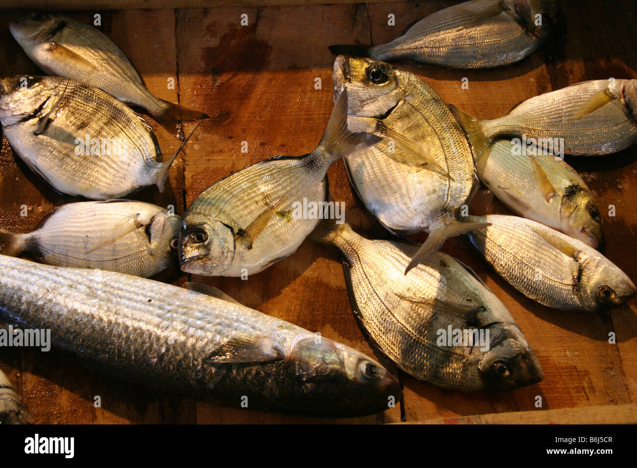 Fish market alexandria egypt hi-res stock photography and images - Alamy