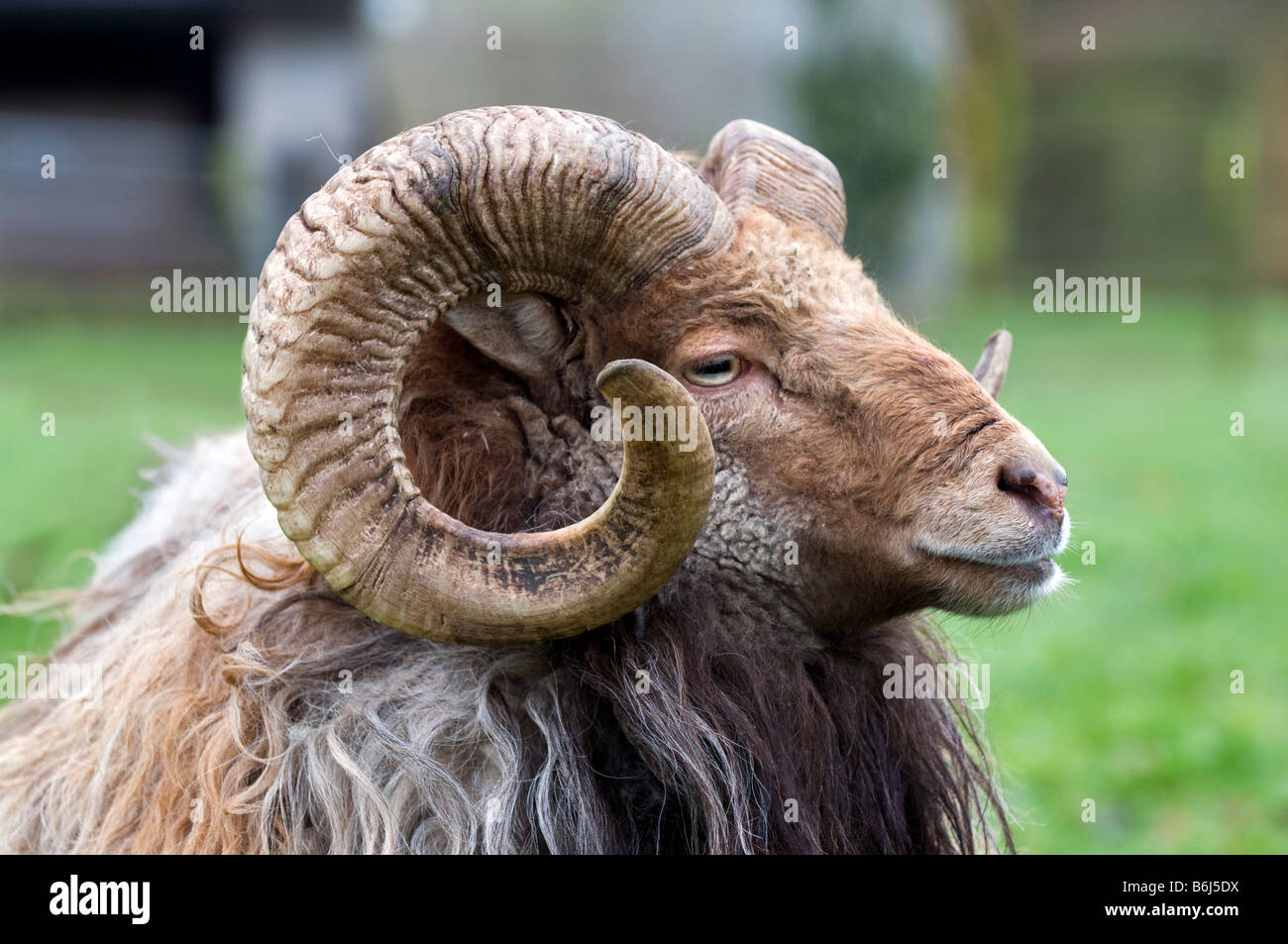 Head shot of a North Ronaldsay ram with large curled horns ...