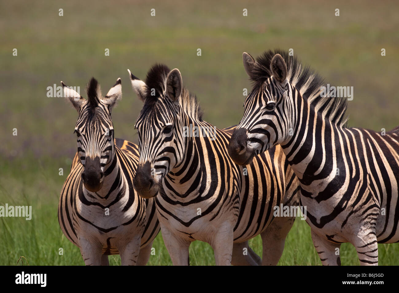 zebra group portrait Stock Photo - Alamy