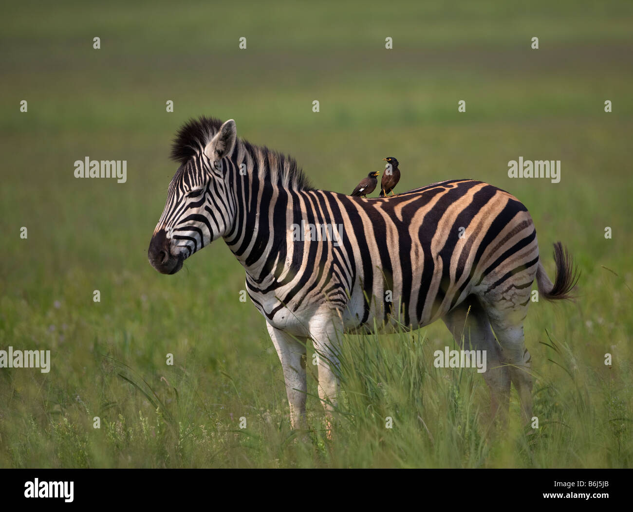 Zebra with birds hi-res stock photography and images - Alamy