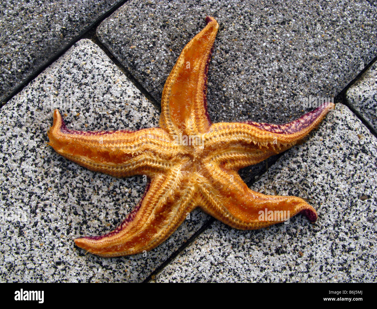 Nishi hatoba hi-res stock photography and images - Alamy