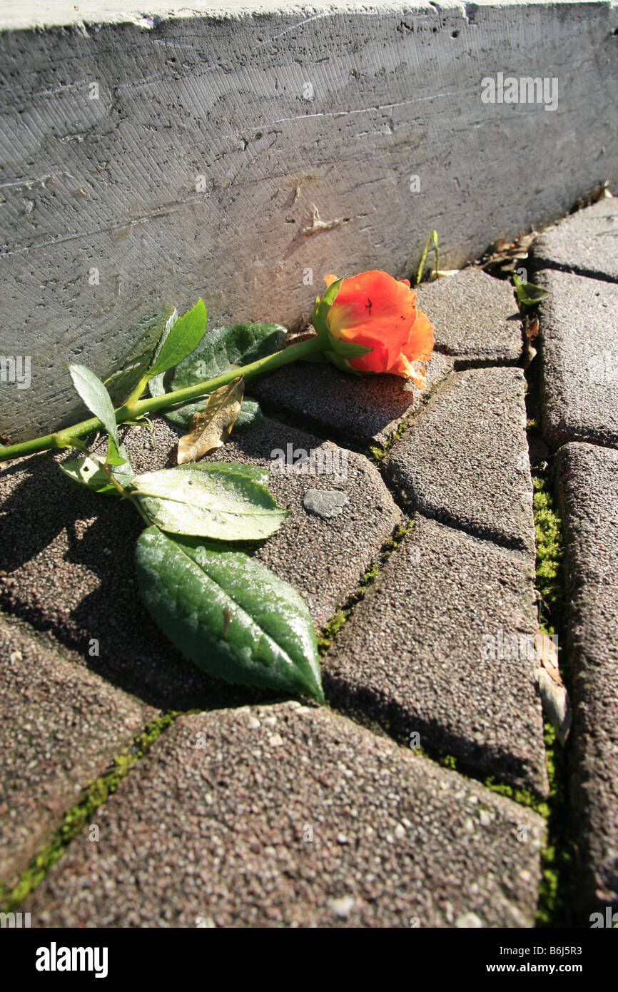 Dying rose on ground hi-res stock photography and images - Alamy