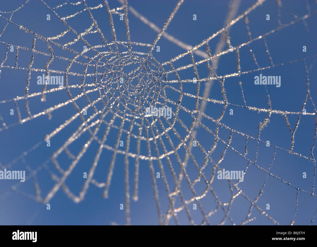 frozen spider web just starting to melt after a heavy frost Stock Photo ...