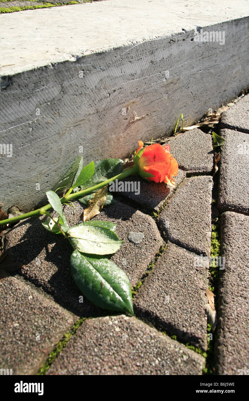 Dying rose on ground hi-res stock photography and images - Alamy