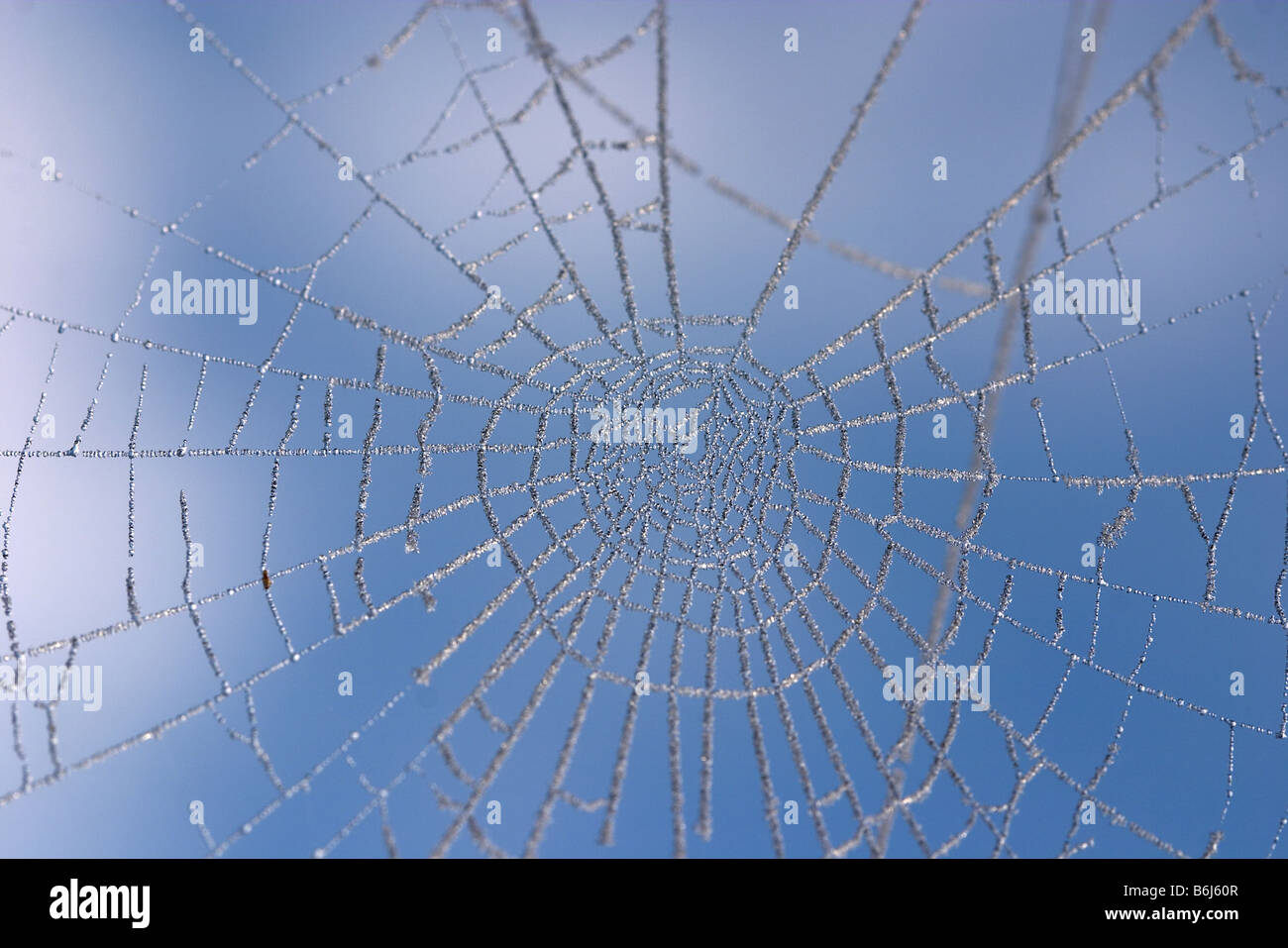 Spider web with frost hi-res stock photography and images - Alamy