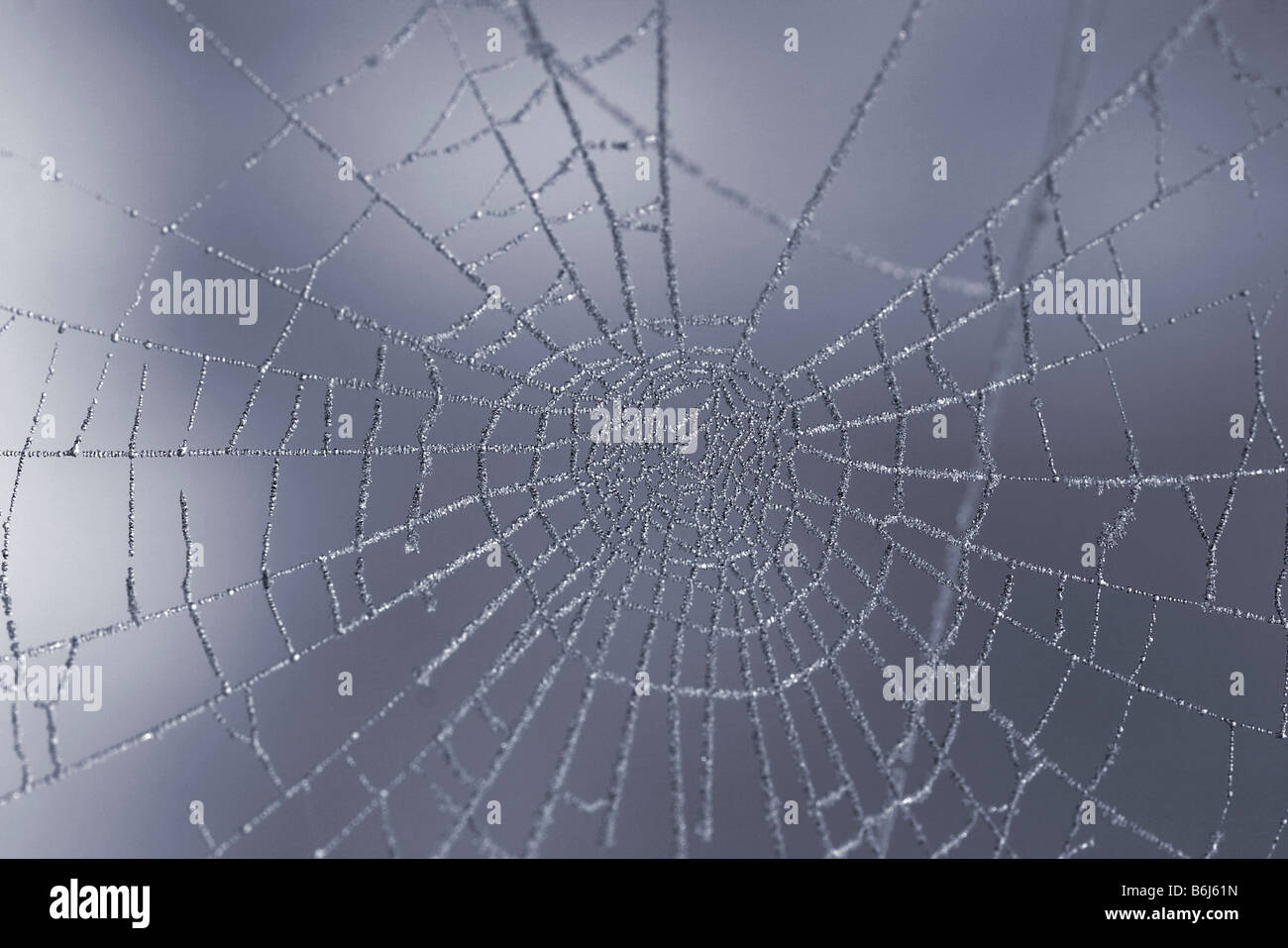 Frozen spiders webs hi-res stock photography and images - Alamy