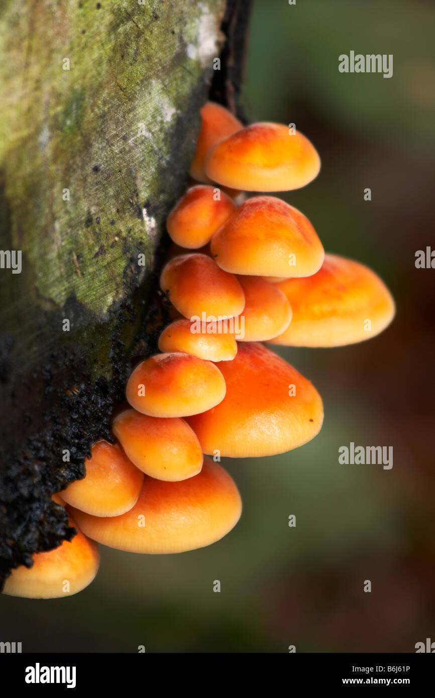 Velvet Shank fungus Flammulina velutipes on a rotting tree trunk Stock ...