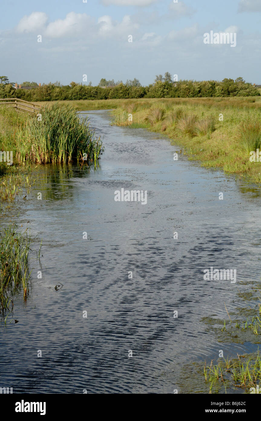 Reen Newport Wetlands National Nature Reserve Newport Wales UK Europe ...
