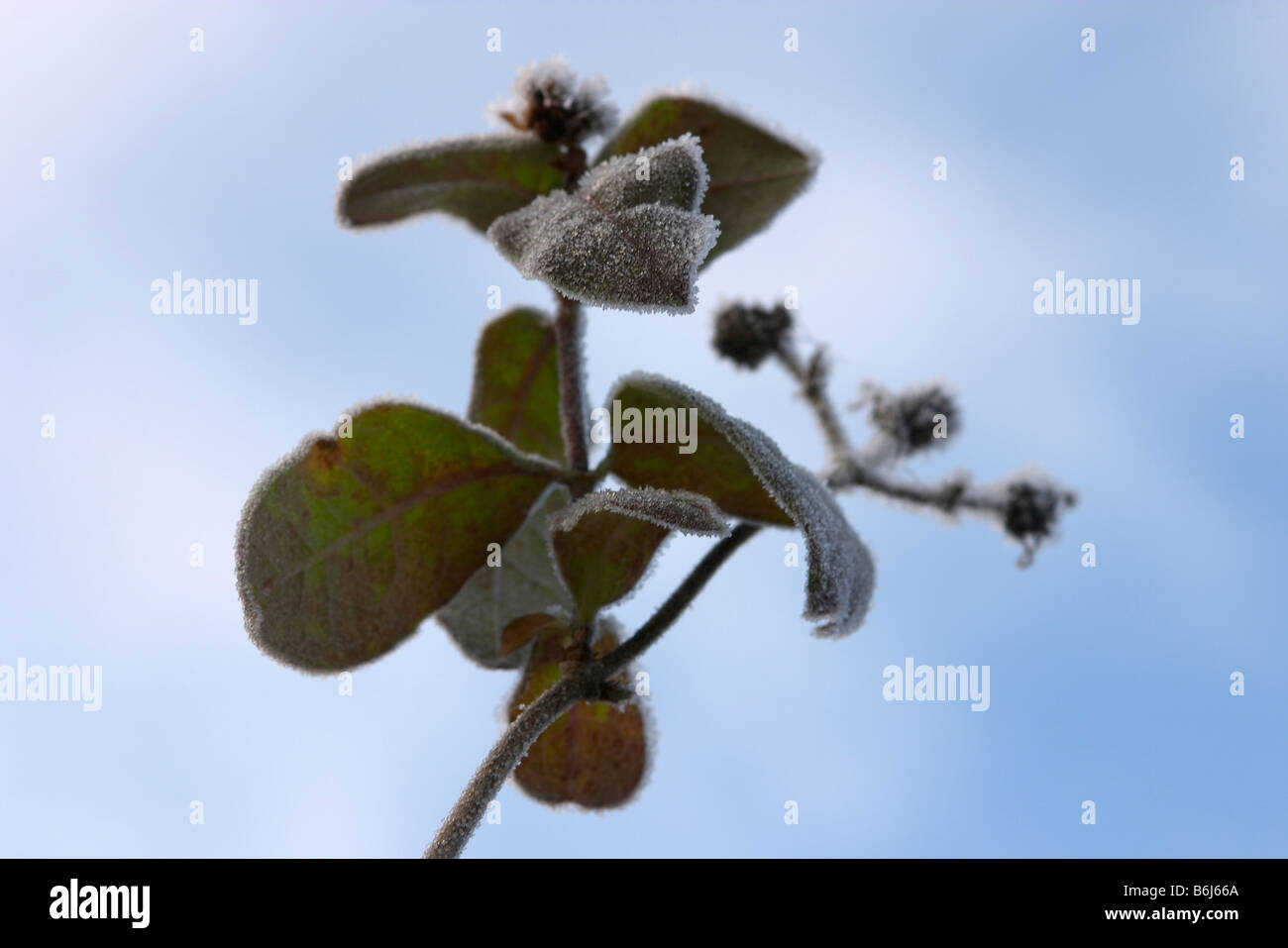 heavy frost on the leaves of a plant with a blue sky background Stock ...