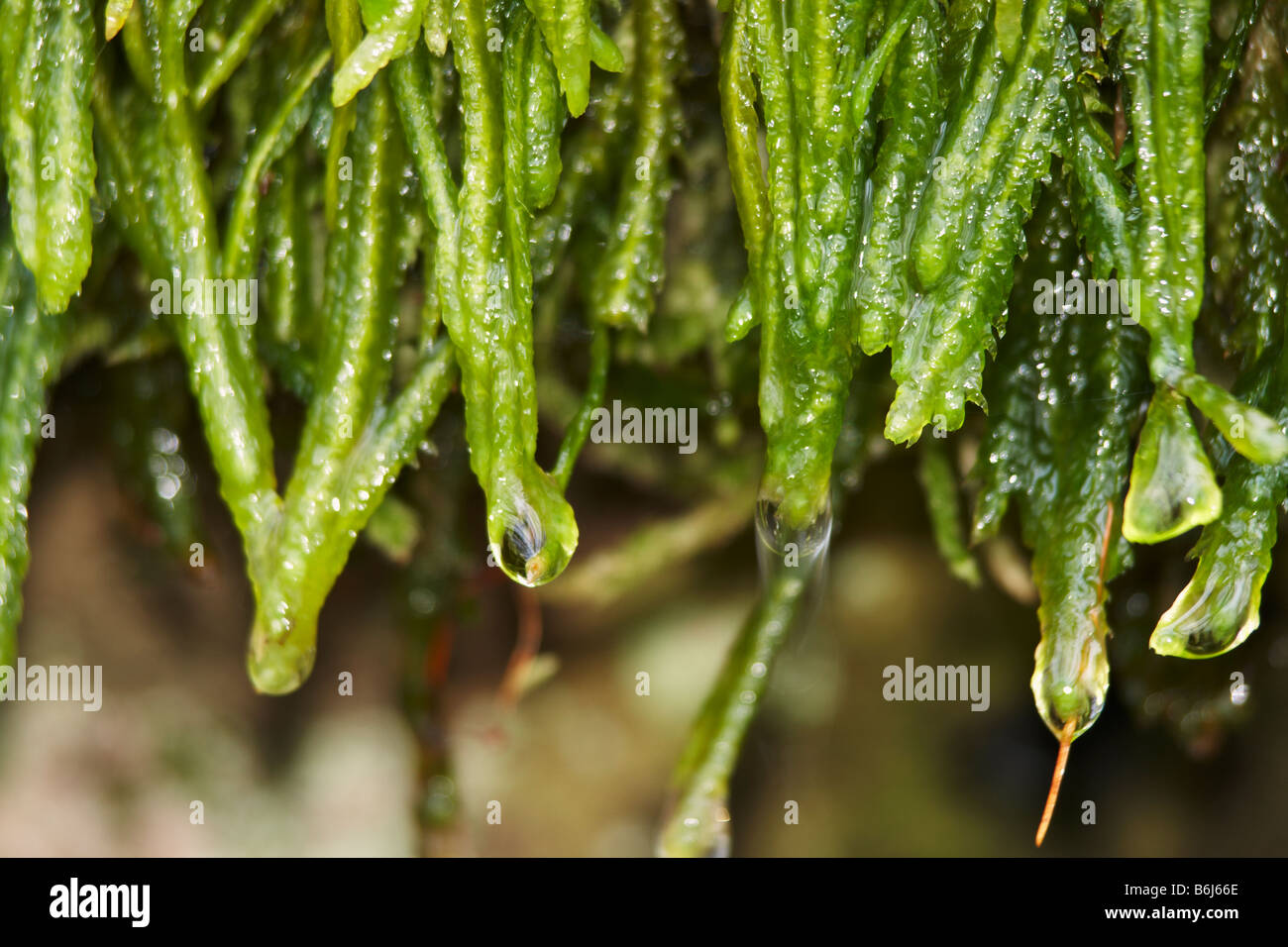 Drip technique hi-res stock photography and images - Alamy
