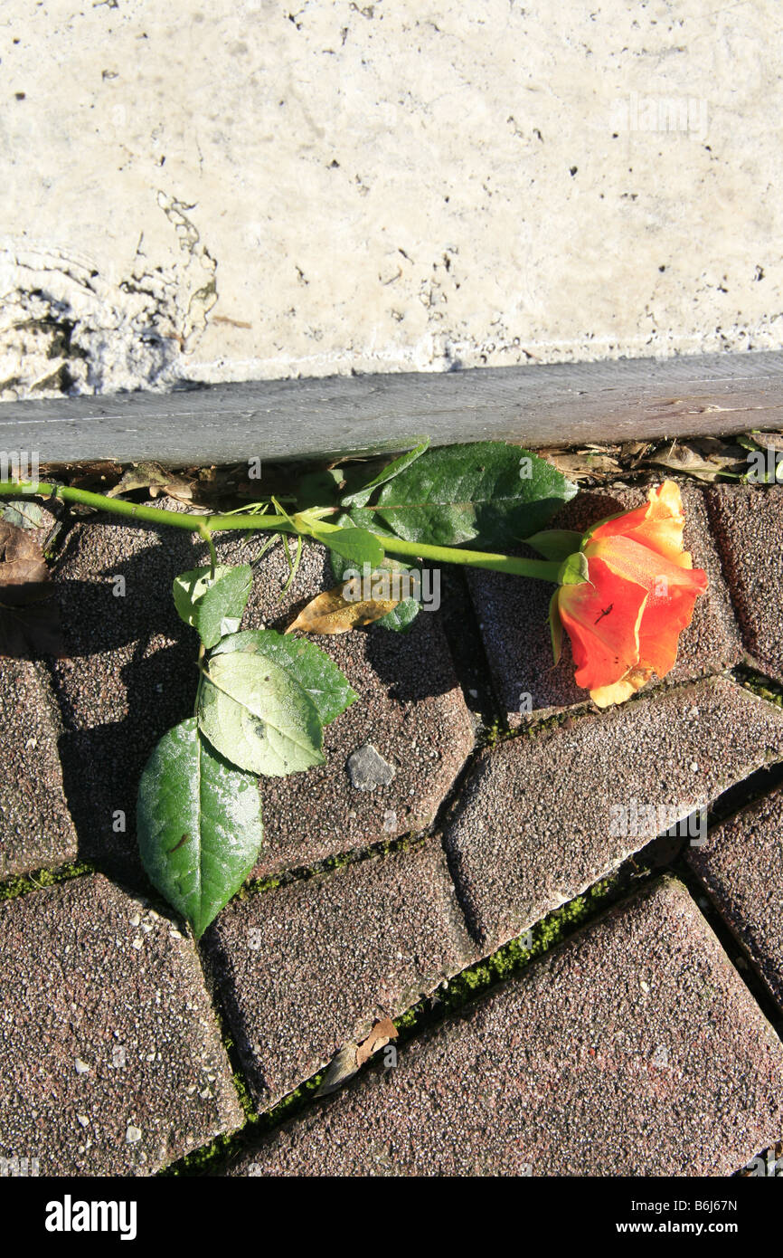 one peach rose left on street floor ground Stock Photo - Alamy