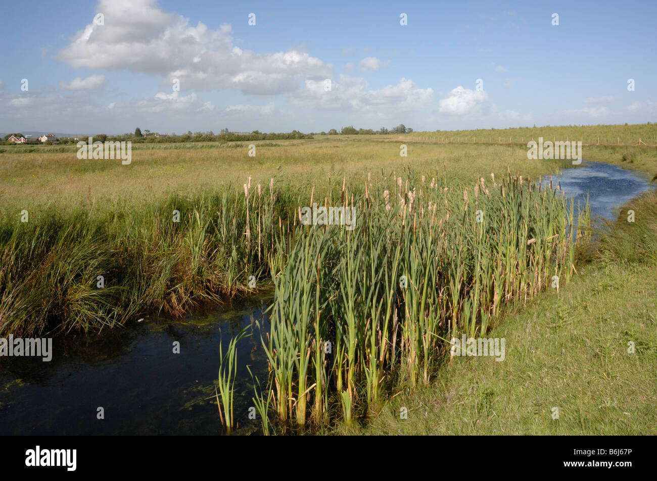 Great Reedmace Typha latifolia Reen Newport Wetlands National Nature ...