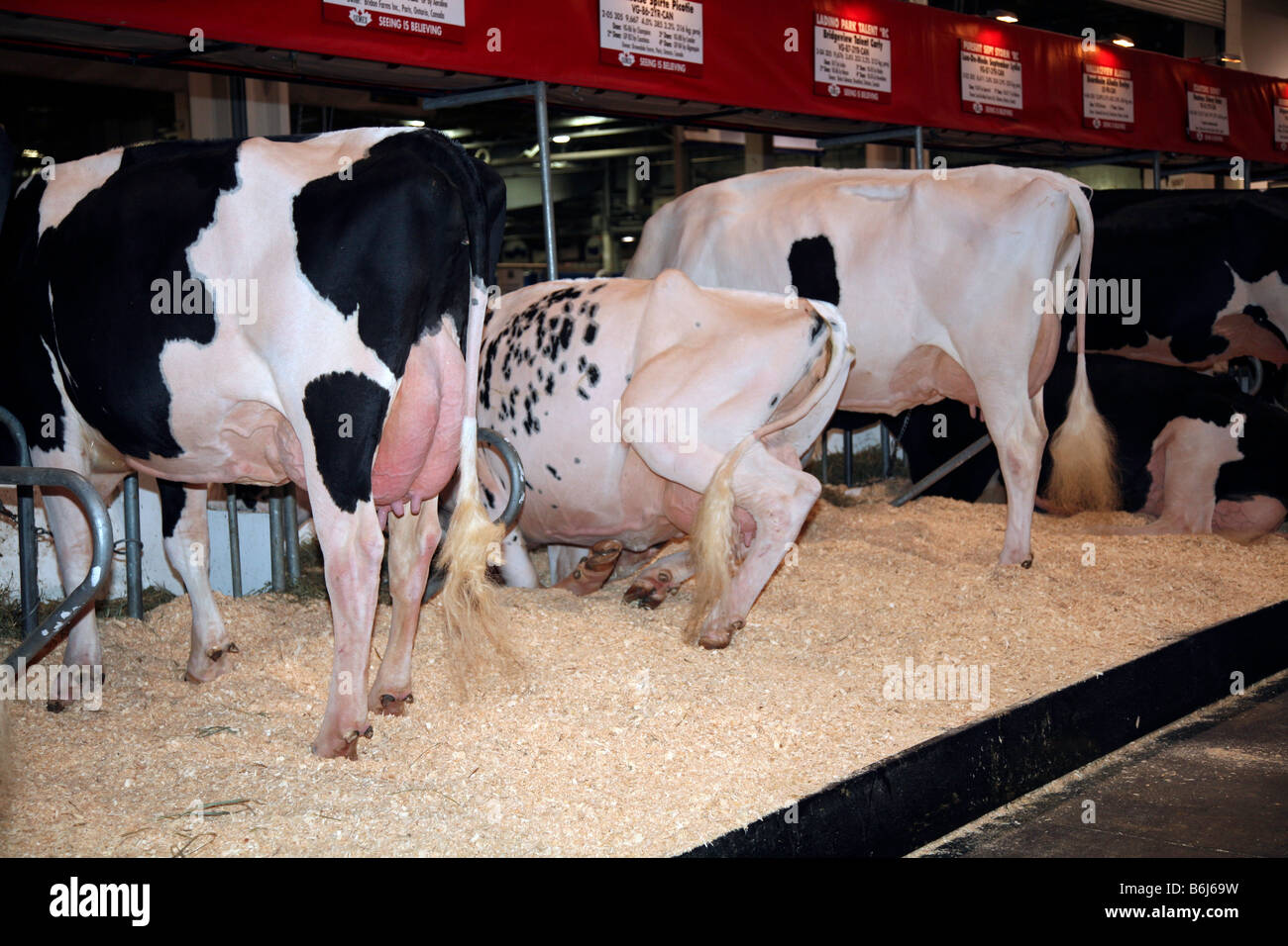 Holstein friesian cow barn hi-res stock photography and images - Alamy
