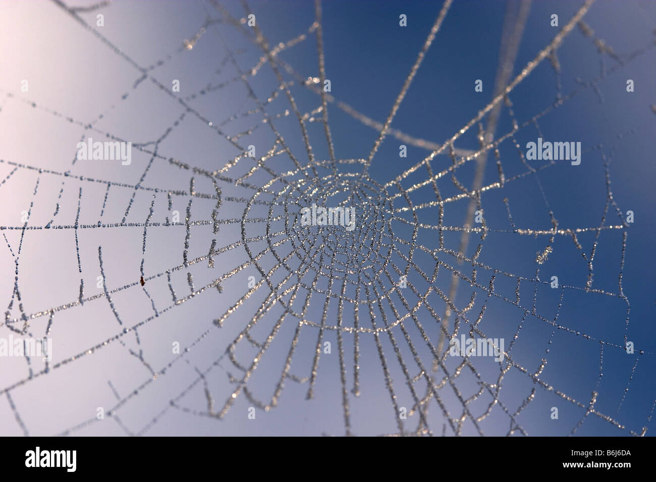 frozen spider web just starting to melt after a heavy frost Stock Photo ...