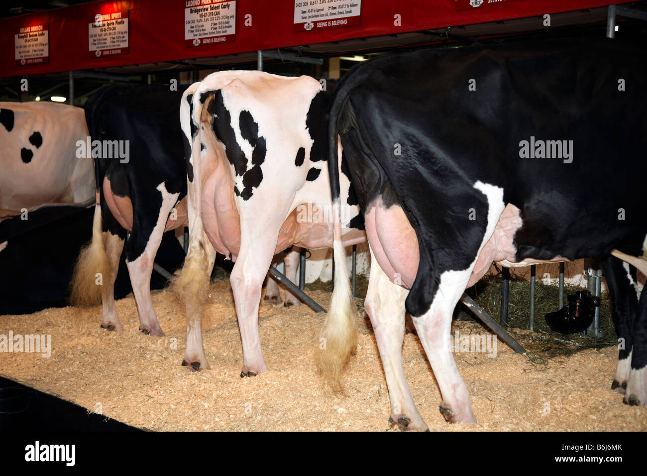 Livestock Farm with Holstein Milk Cows in Farmers Barn Stock Photo - Alamy