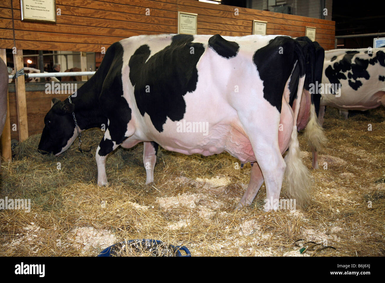 Holstein Milk Cows in Farmers Barn Stock Photo - Alamy