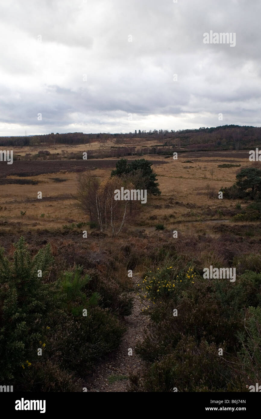 Chobham common national nature reserve hi-res stock photography and ...